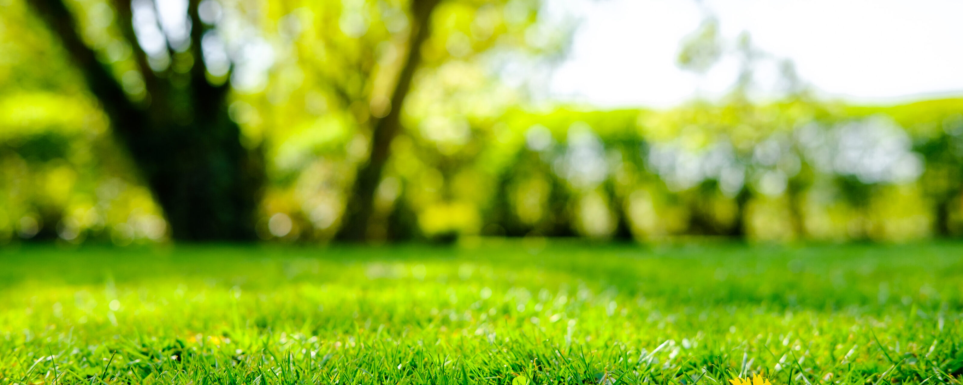 10 Best Tips for Spring Lawn Care | MachineFinder