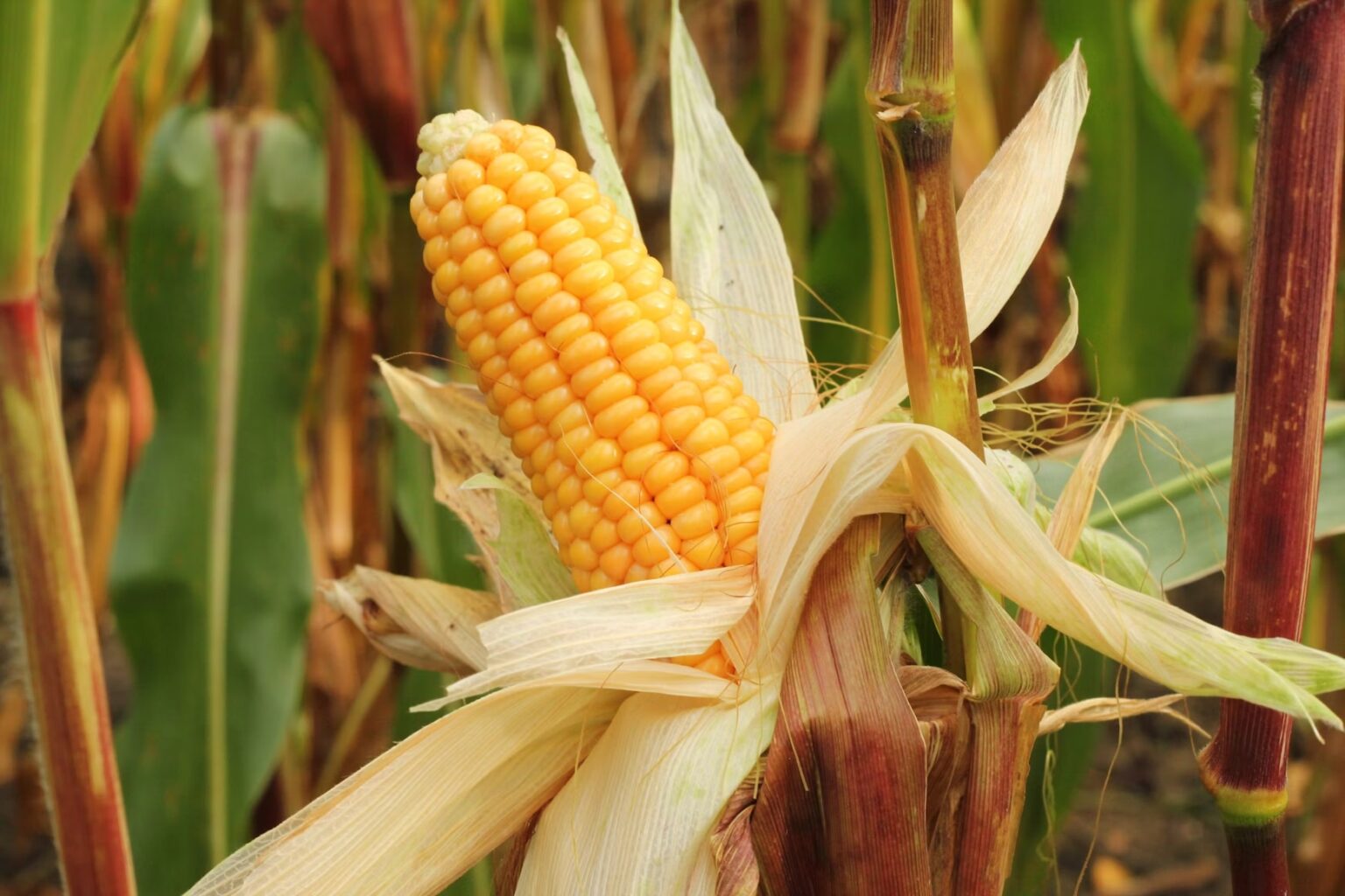 Sweet Corn vs. Field Corn: Harvest Guide | MachineFinder