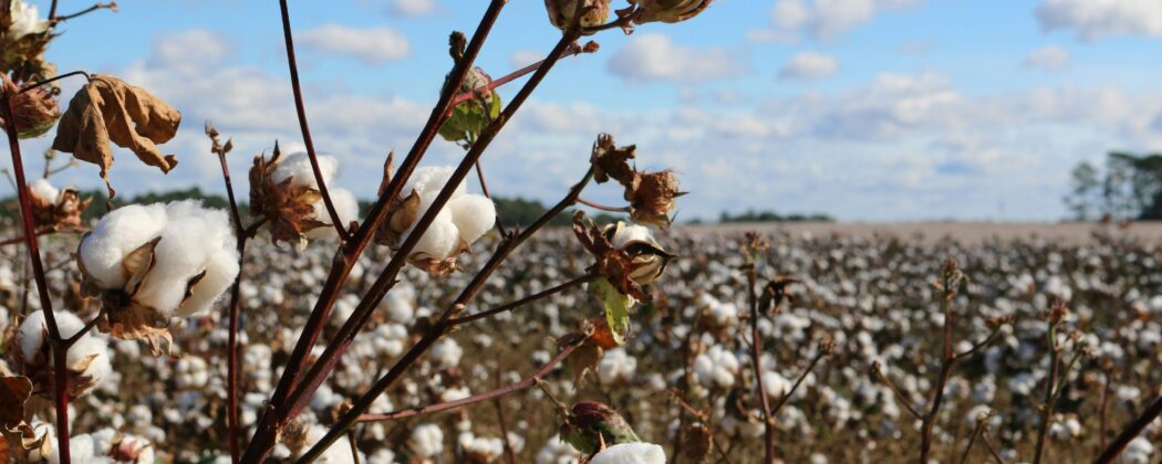 Cotton Harvesting Season: Timing & Equipment | MachineFinder